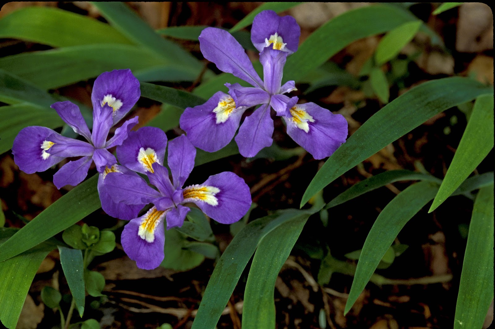 Kentucky Native Plant and Wildlife: Plant of the Week: Dwarf Crested ...