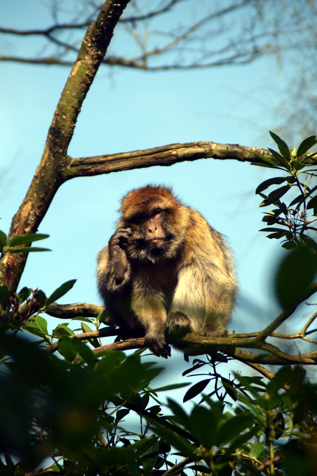 Enjoy your time with beautiful places: Trentham Monkey Forest - Walk ...