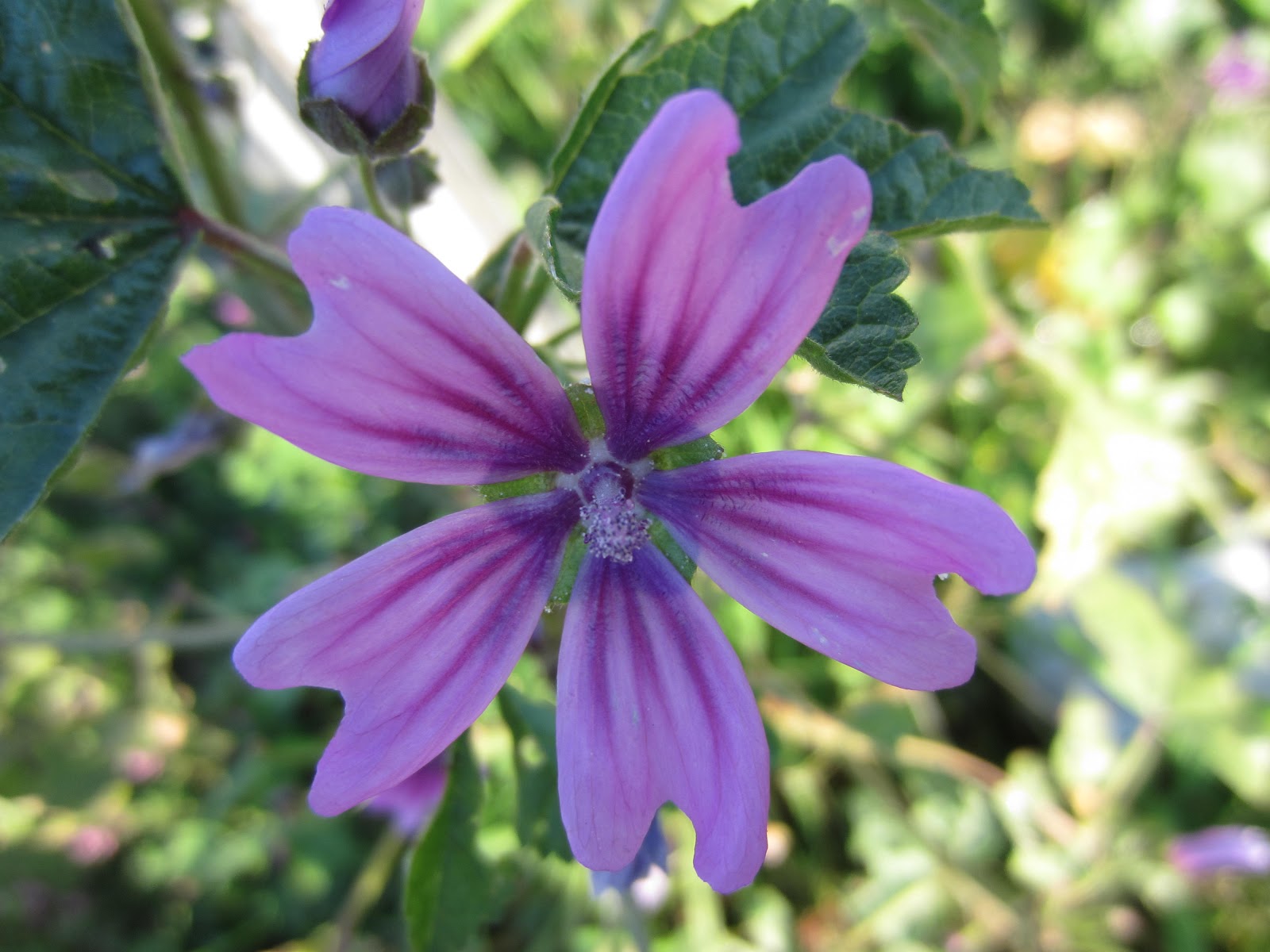 HORTA À PORTA: MALVA SYLVESTRIS (MALVA-BASTARDA, MALVA-ALTA)