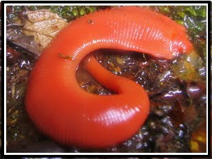 Bahan ajar Biologi kelas X semester 2 Bab Kingdom Animalia | blog Biologi