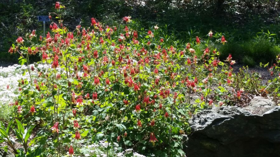 Future Plants by Randy Stewart: Columbine