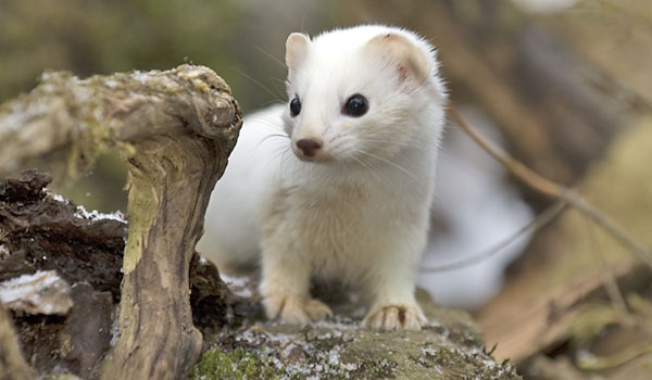 French Vocabulary Illustrated: hermine