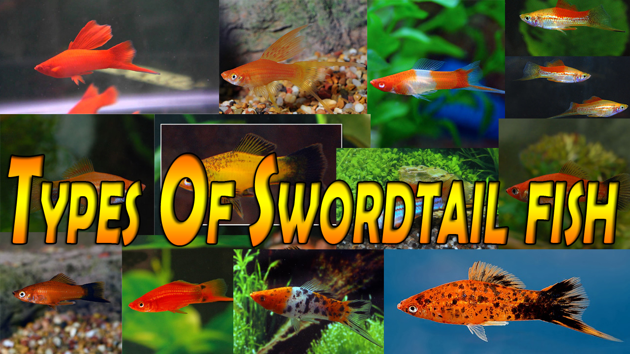 Types Of Swordtail fish (Xiphophorus helleri)