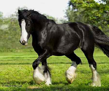 Dżokejka: Rasy Koni