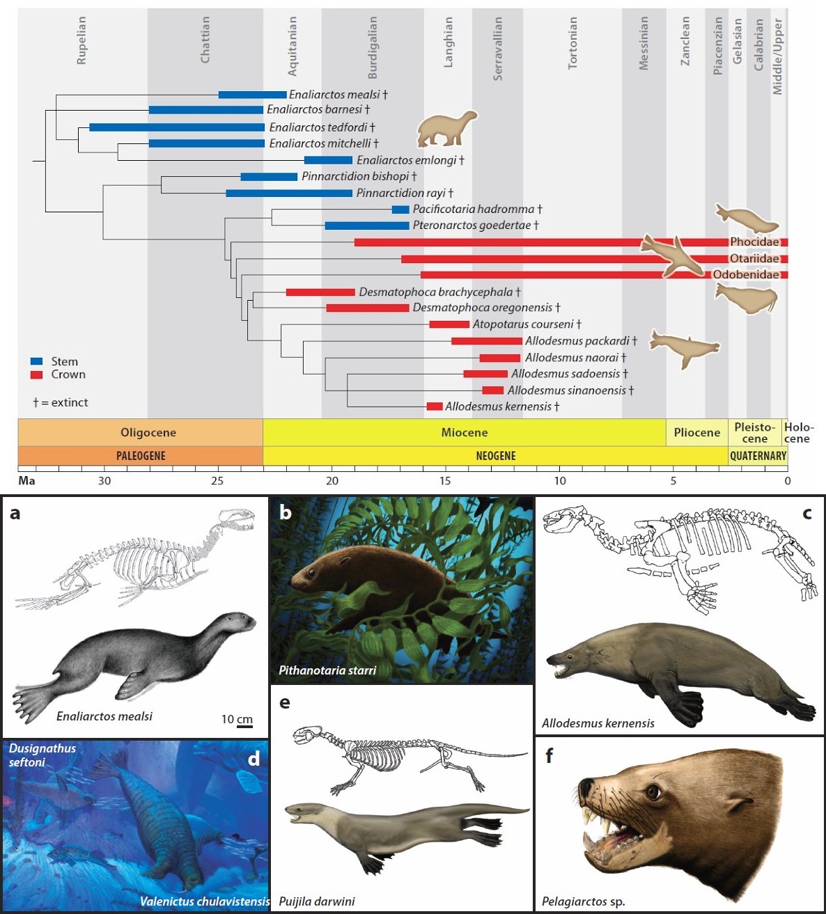 Species New to Science: [PaleoMammalogy • 2018] The Origin and ...