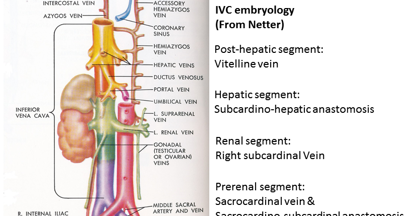 Pedi cardiology: Inferior Vena Cava - Embryology