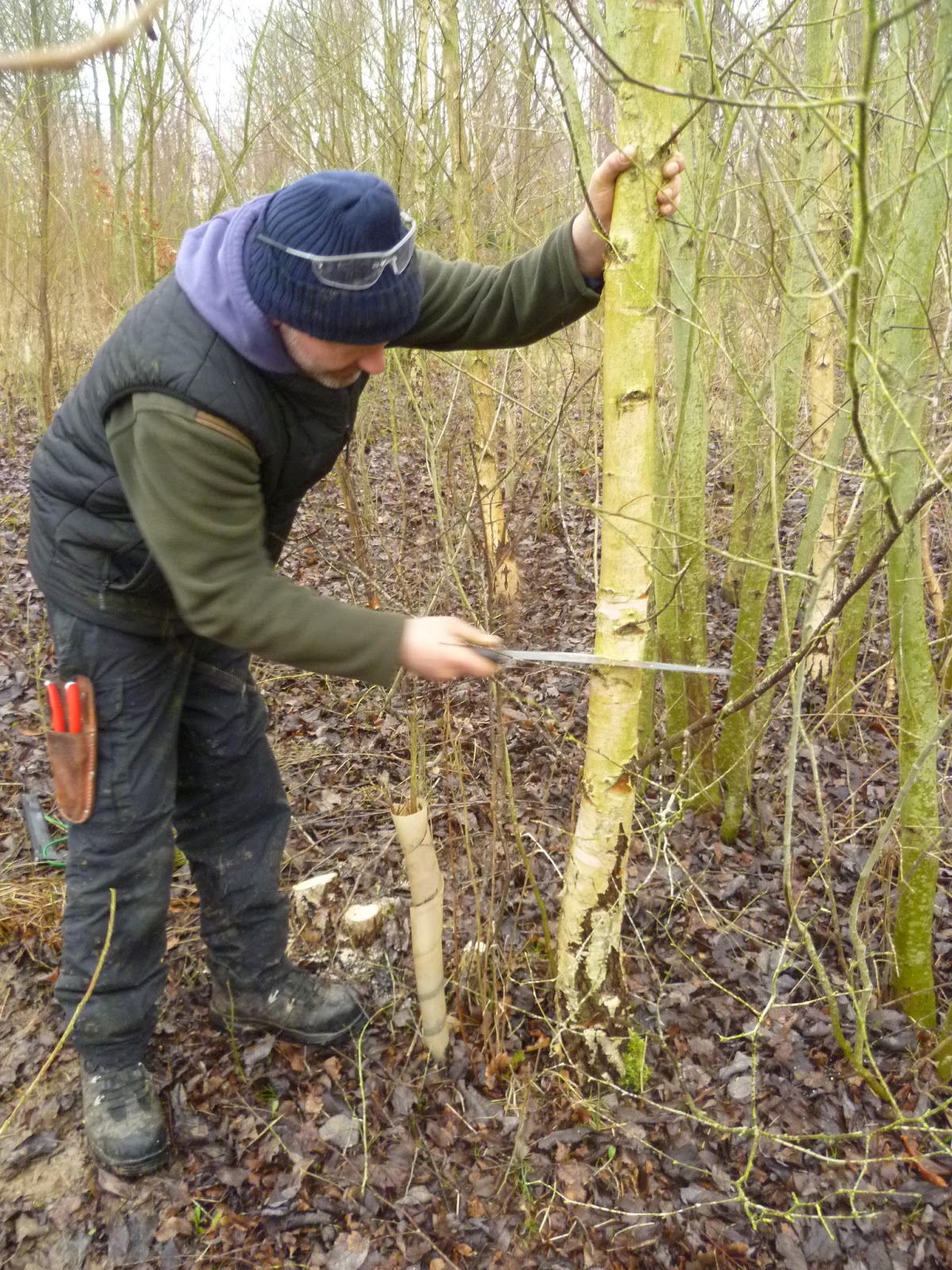 Worcester College Gardeners 2009-2018: Coppicing Hazel And Silver Birch