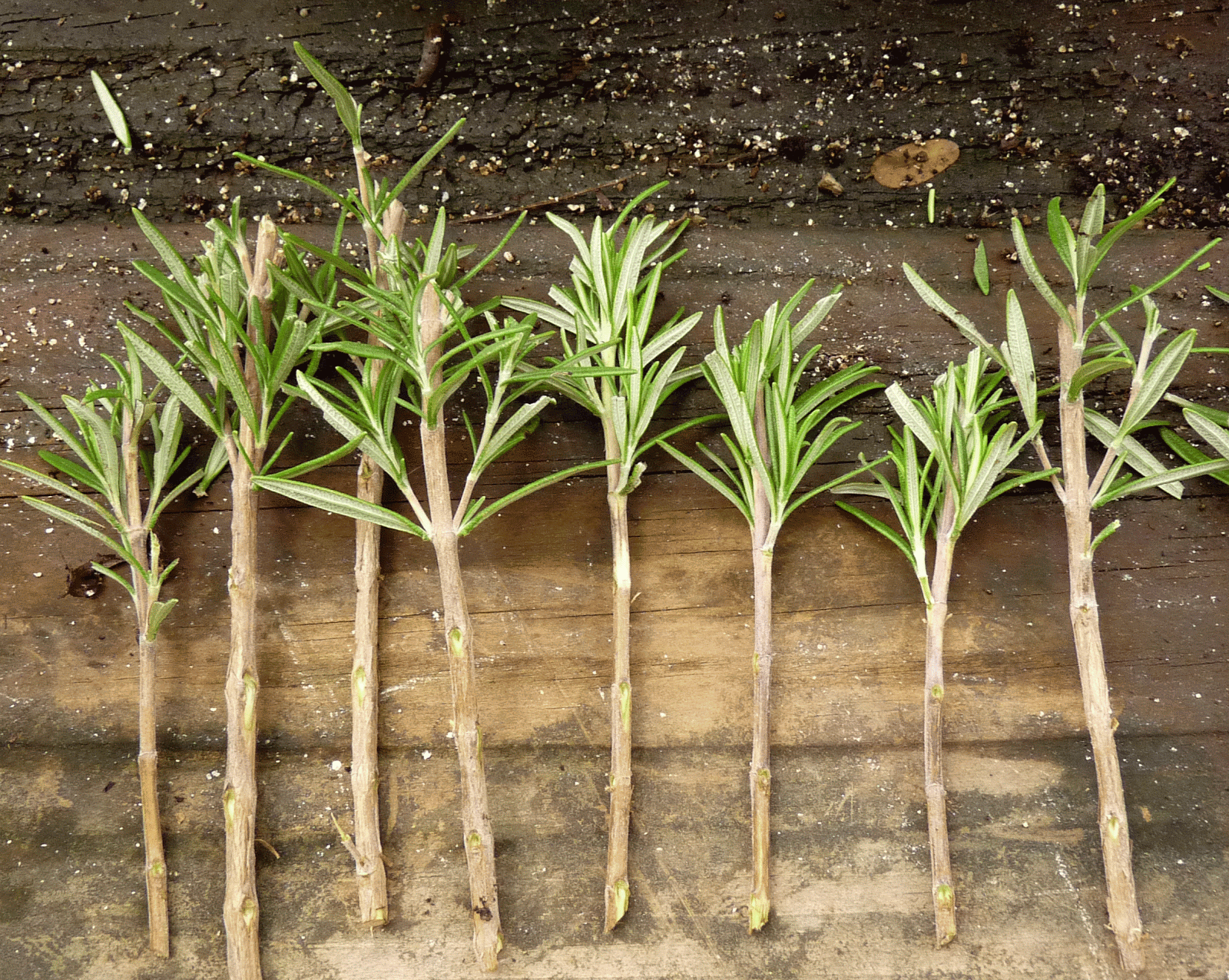 En el jardin: de gajo