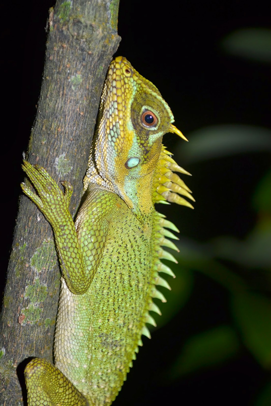 Information about Herpetofauna of Vietnam: Acanthosaura nataliae ORLOV ...