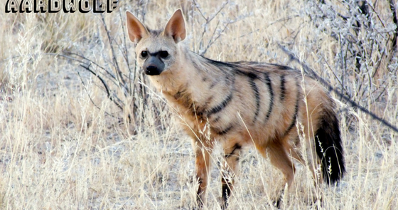 Aardwolf - Interesting Facts, Breeding, Pictures and Other Information ...