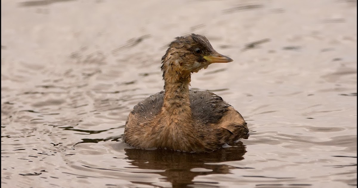 Dabchick
