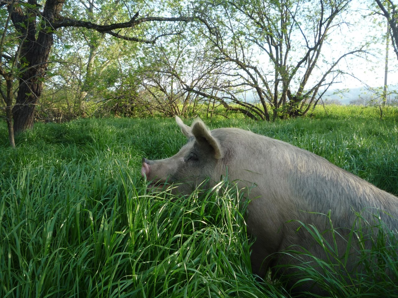 Riverdog Farm Hog Blog: Sows in Spring Pasture
