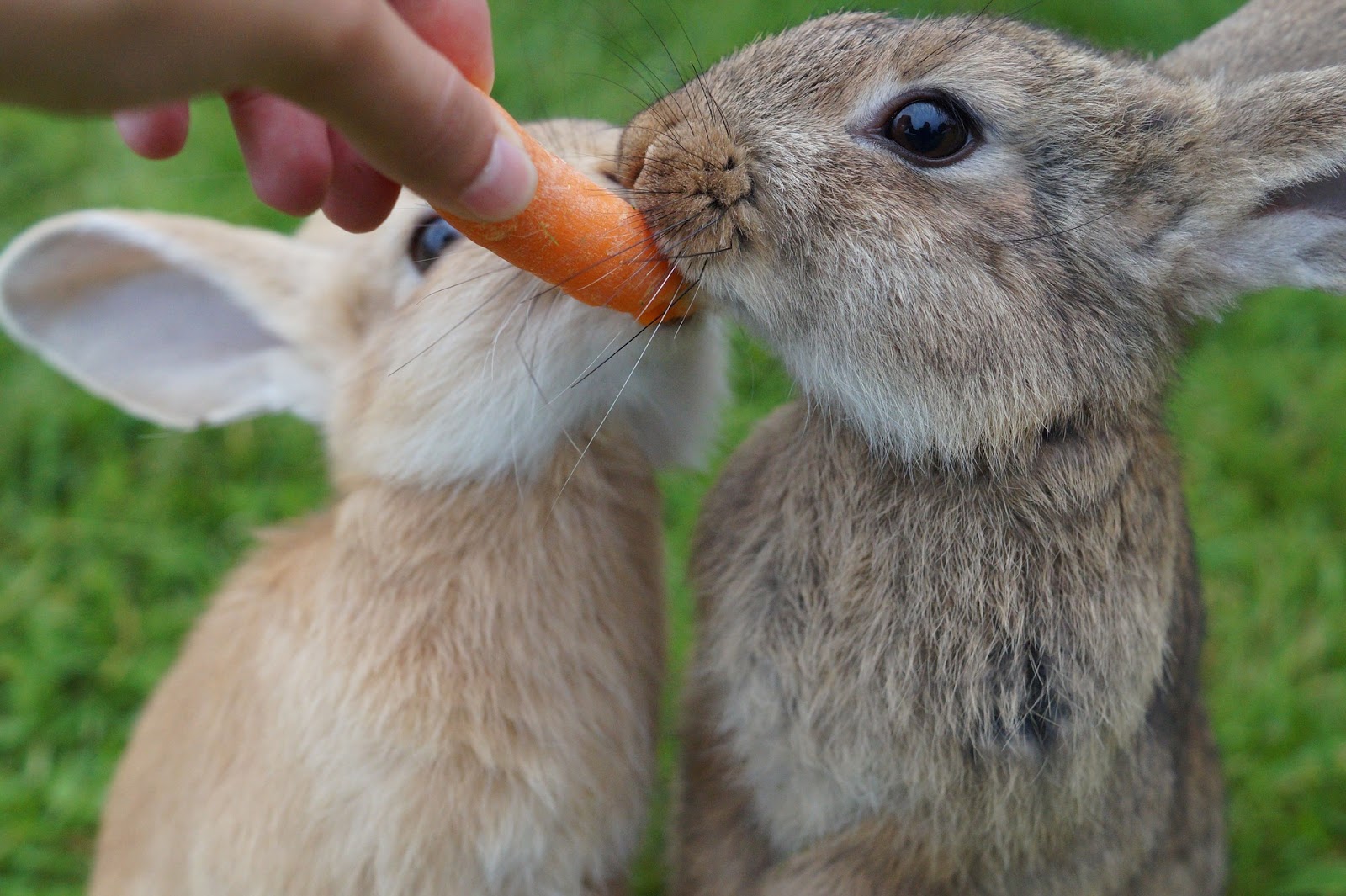 6 Things You Need Before Getting a Rabbit - TheRider'sPets