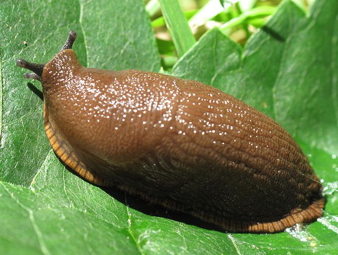 Raminhos Verdes - Plantas & Jardinagem: Acabe com as lesmas e caracóis ...