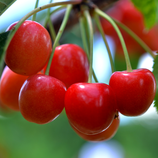 Heart of Gold: Fishkill Farms & Cherry Clafouti