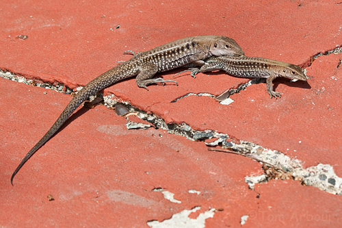 The Ohio Nature Blog: February 2011