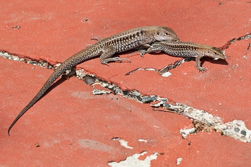 The Ohio Nature Blog: Fast Action on the Tennis Court