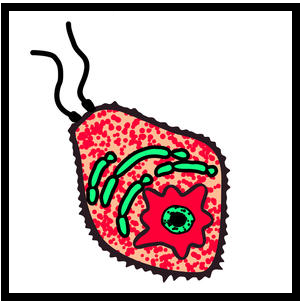 Ciencias Naturales: El reino protista