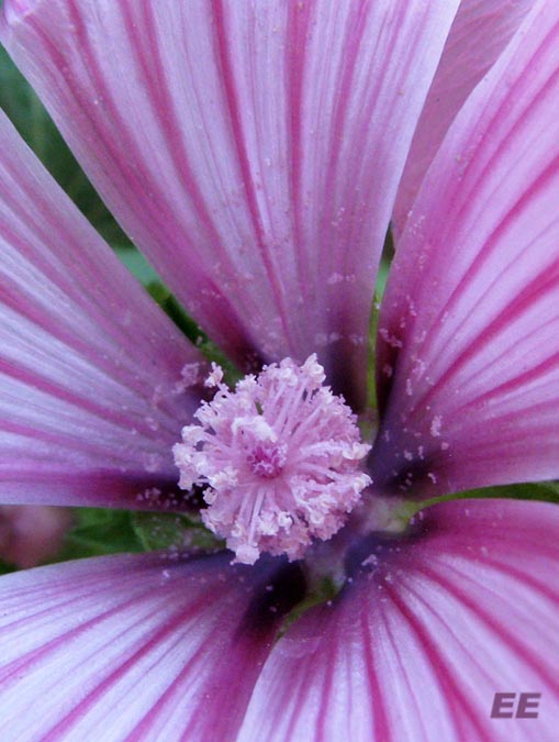 Mallorca es así también: LA MALVA ROSA