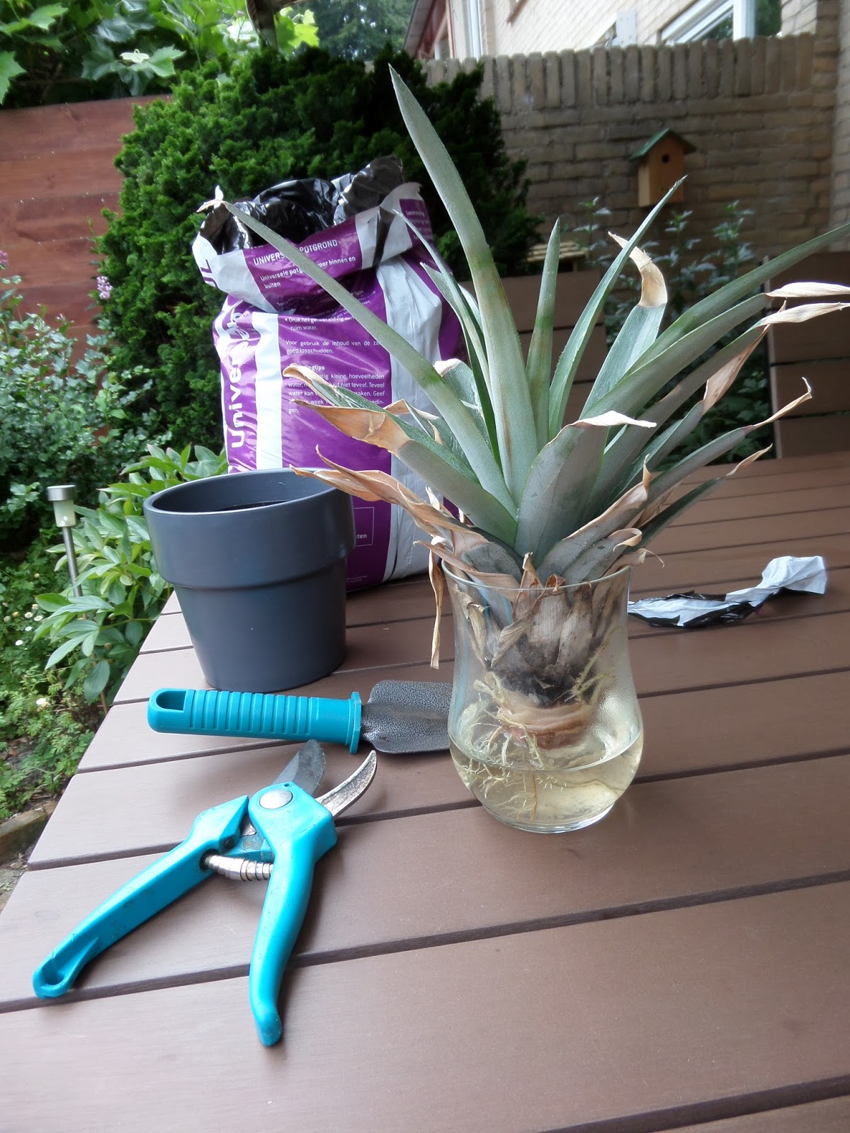 Familie Dubbelop: Kweek je eigen ananas! (-plant)