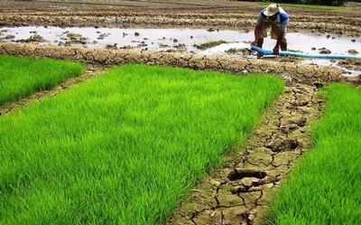 Macam-macam Jenis Sawah - Informasi Pak Tani