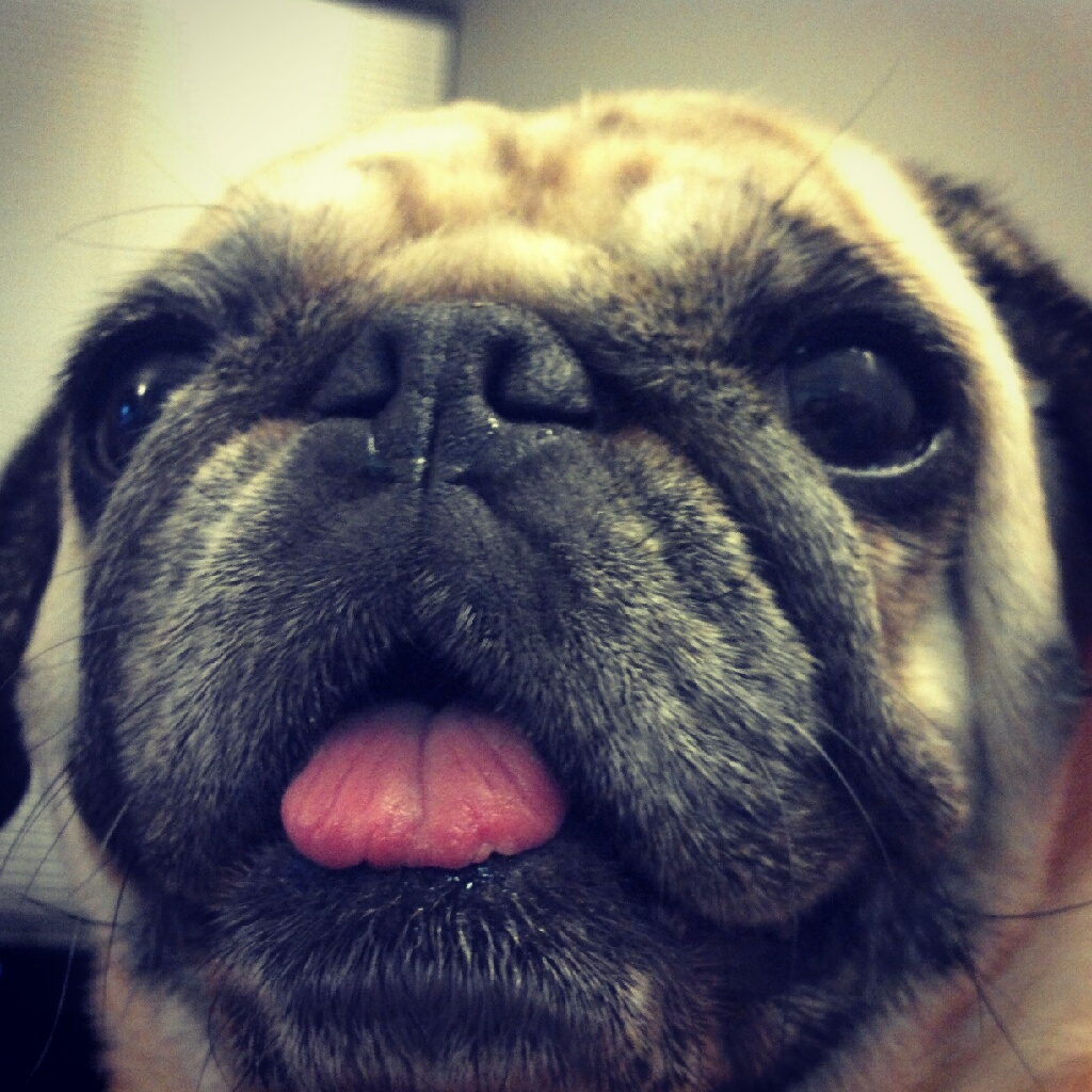 Lil Smug Pug: The Dangers of Alcohol