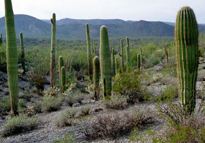 zonas biogeograficas: Regiones biogeográficas.