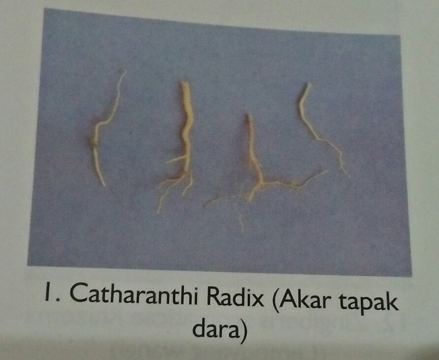 Catharanthi radix - Radix-Farmakognosi