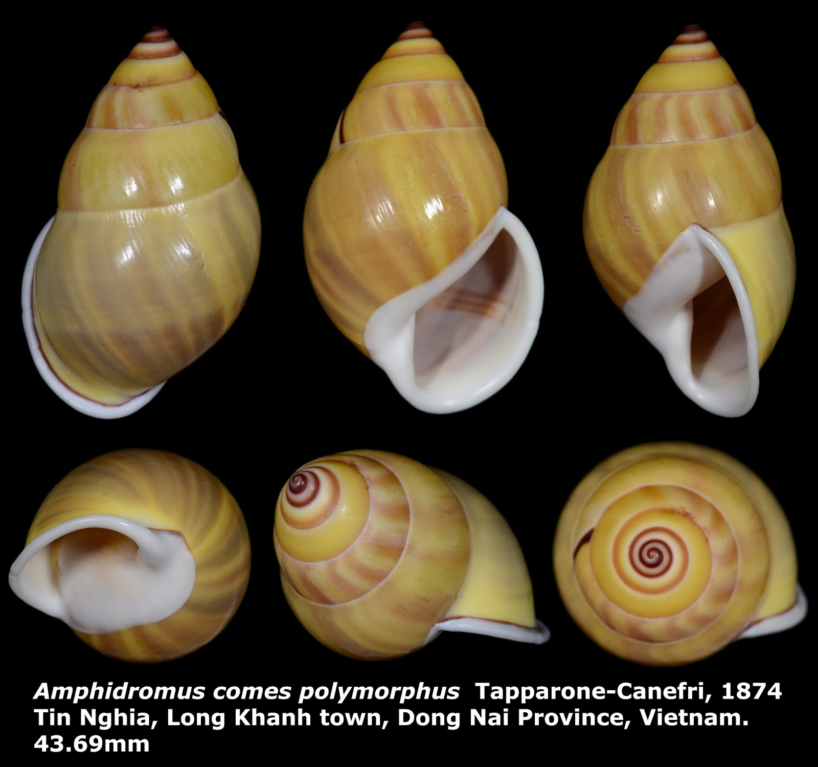 Dr. Lee's Gallery Museum: Amphidromus comes polymorphus 38.65 to 45 ...