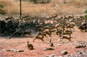 NestCities: Australia's European Rabbit Invasion