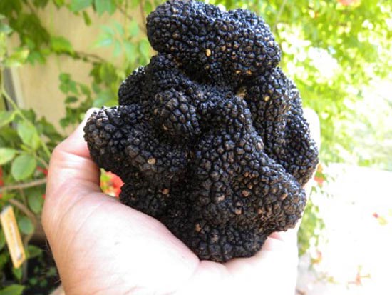 Le délice de la truffe algérienne "terfes" | Jean J. Weaver