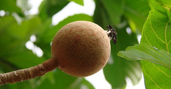 Conocé el bi, la misteriosa fruta chiquitana | AGRONOMIA