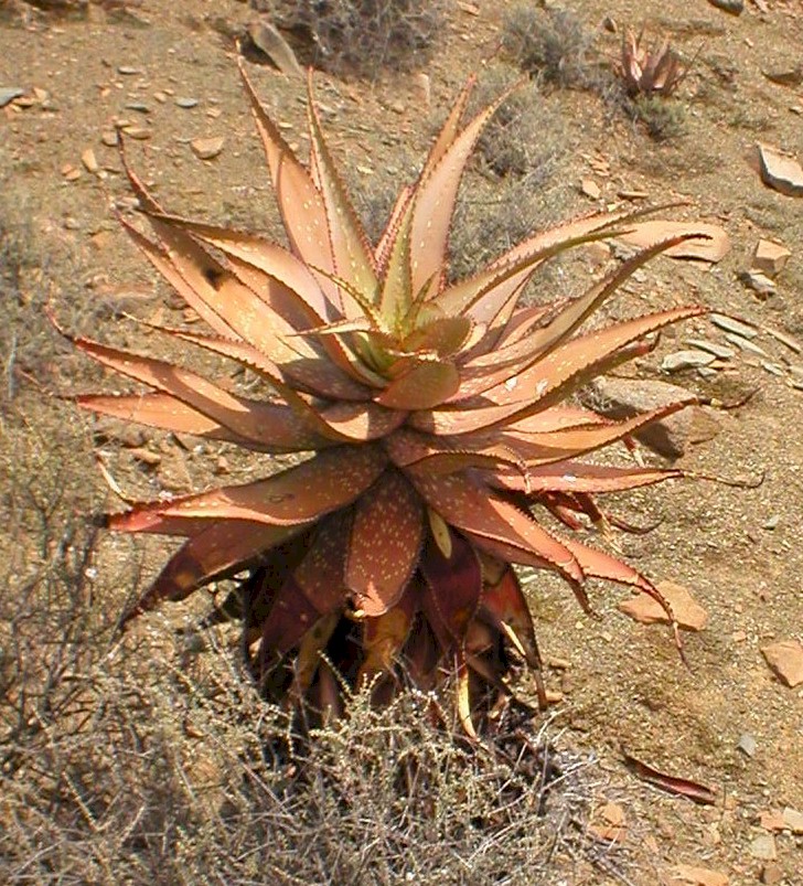 my aloe garden: March 2008