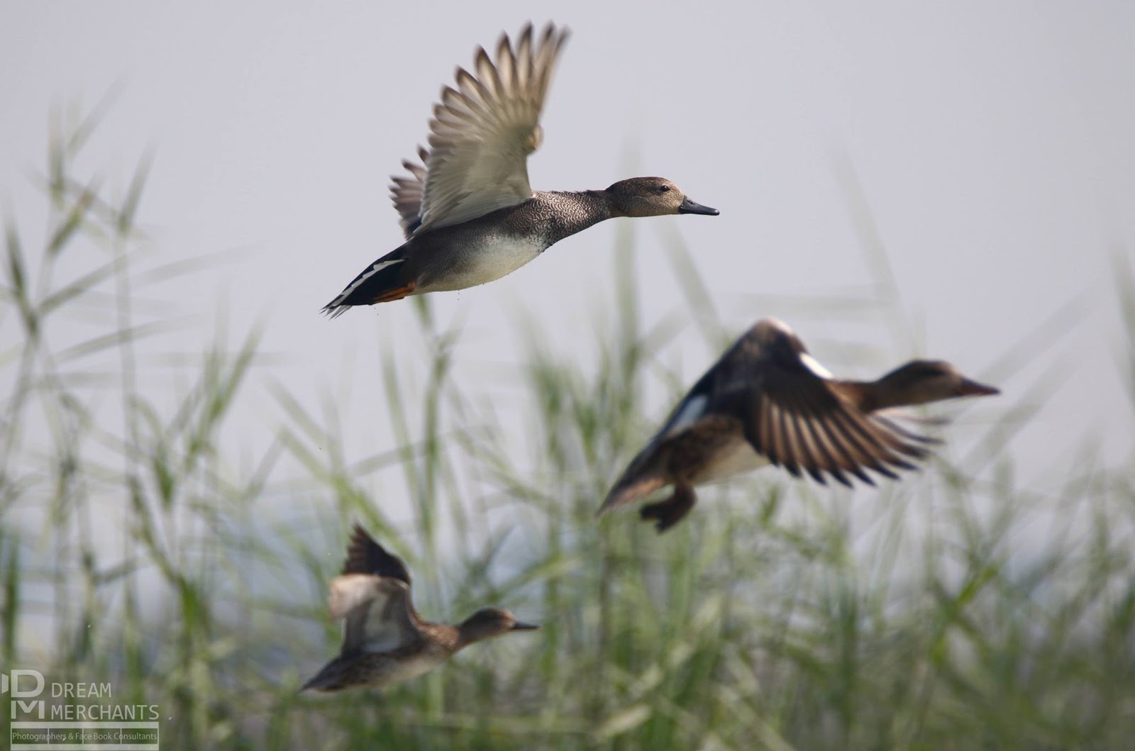 Beautiful Birds of Pakistan - 5 ~ Jaho Jalal