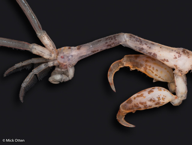 Mick's marine biology: Caprella equilibra en Caprella scaura: twee ...