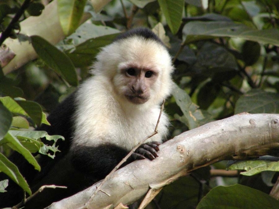 Capuchin monkey | The Life of Animals