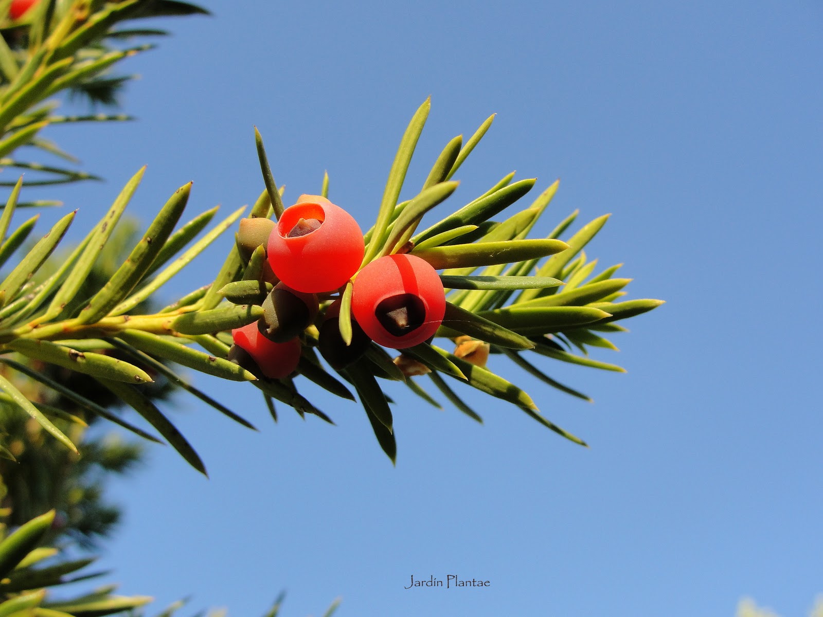 Jardinería Plantae: Tejo
