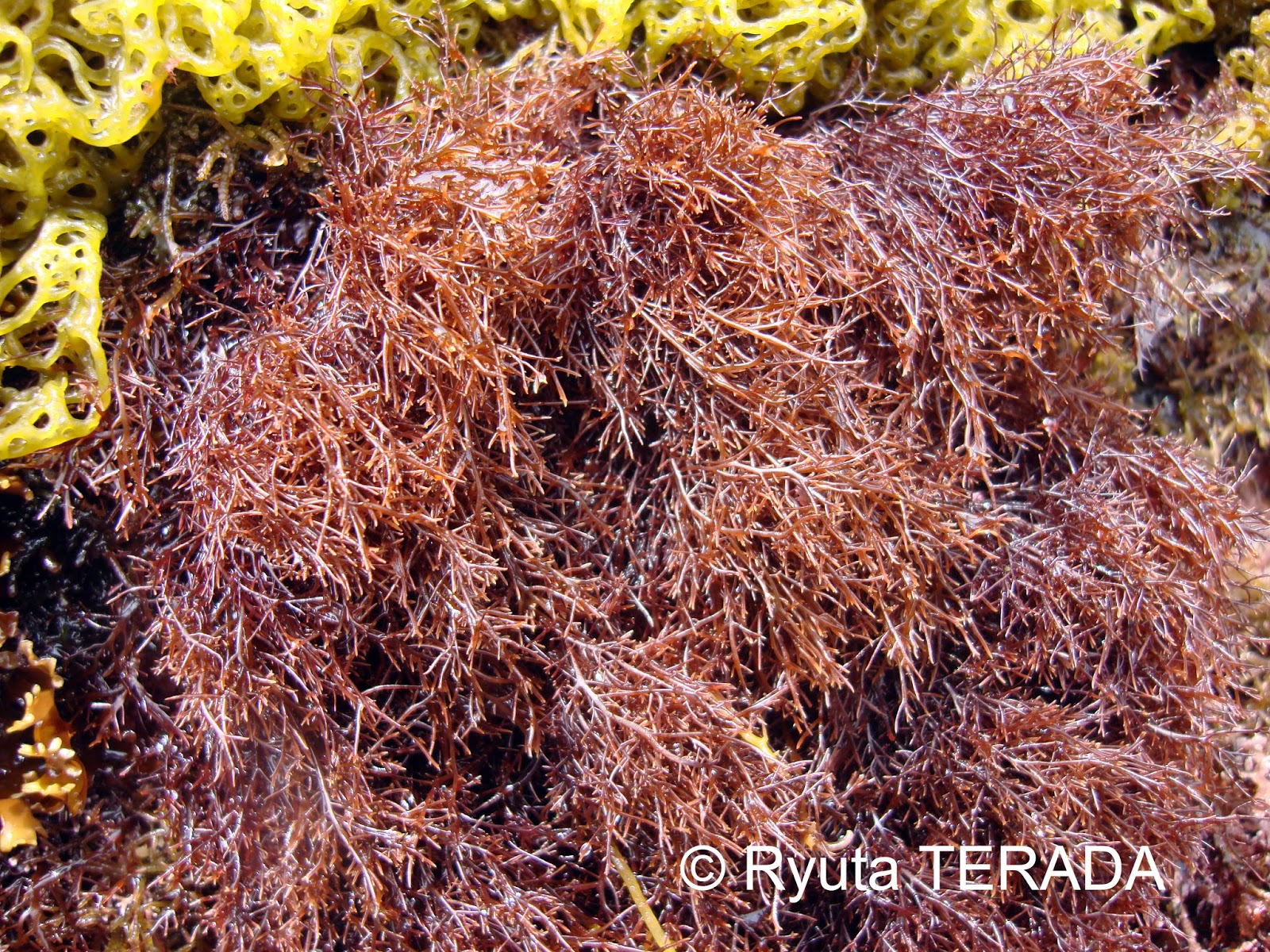 Seaweed Research Journal 海藻研究ジャーナル : May 2014