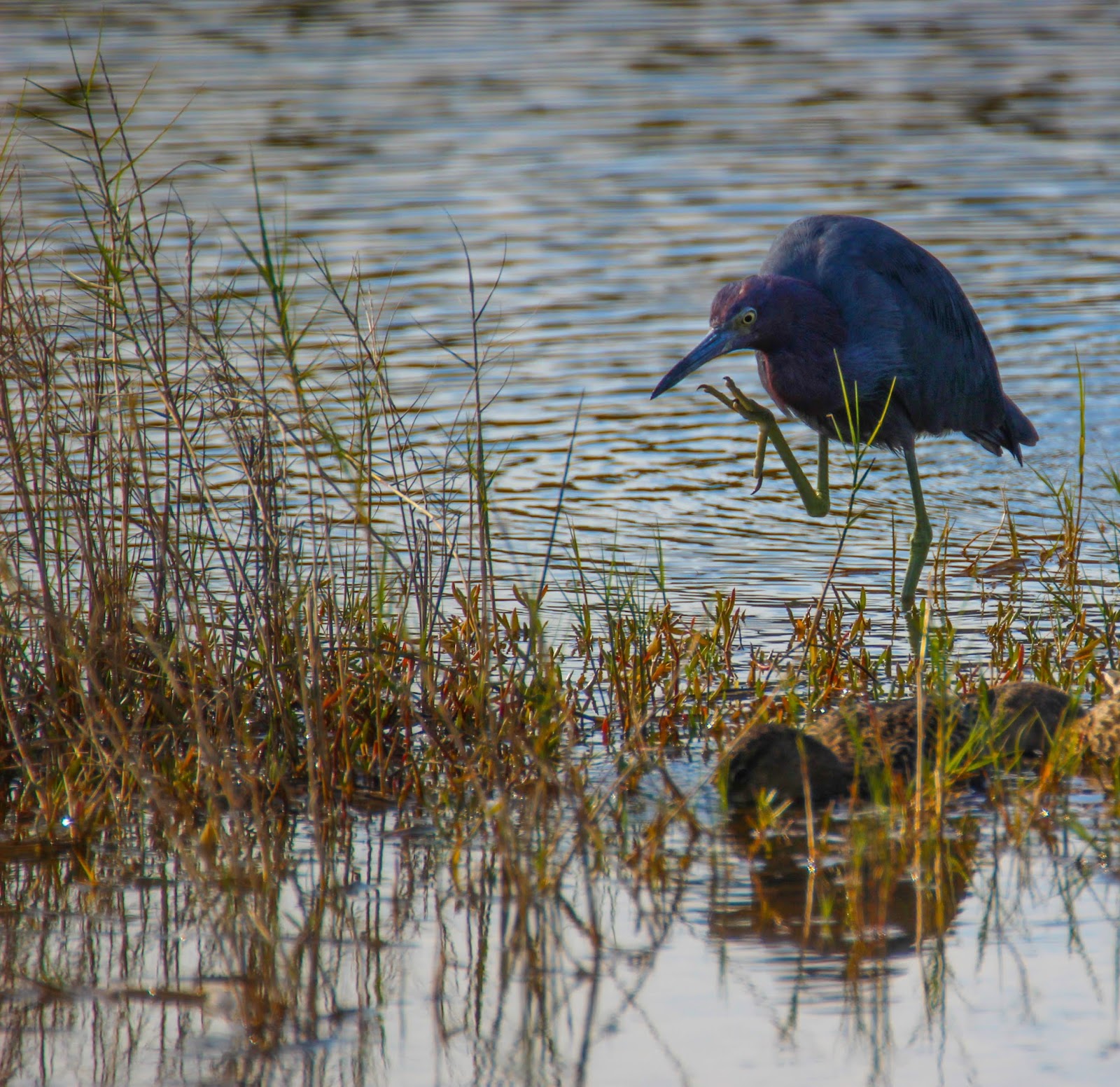 Cannundrums: Little Blue Heron