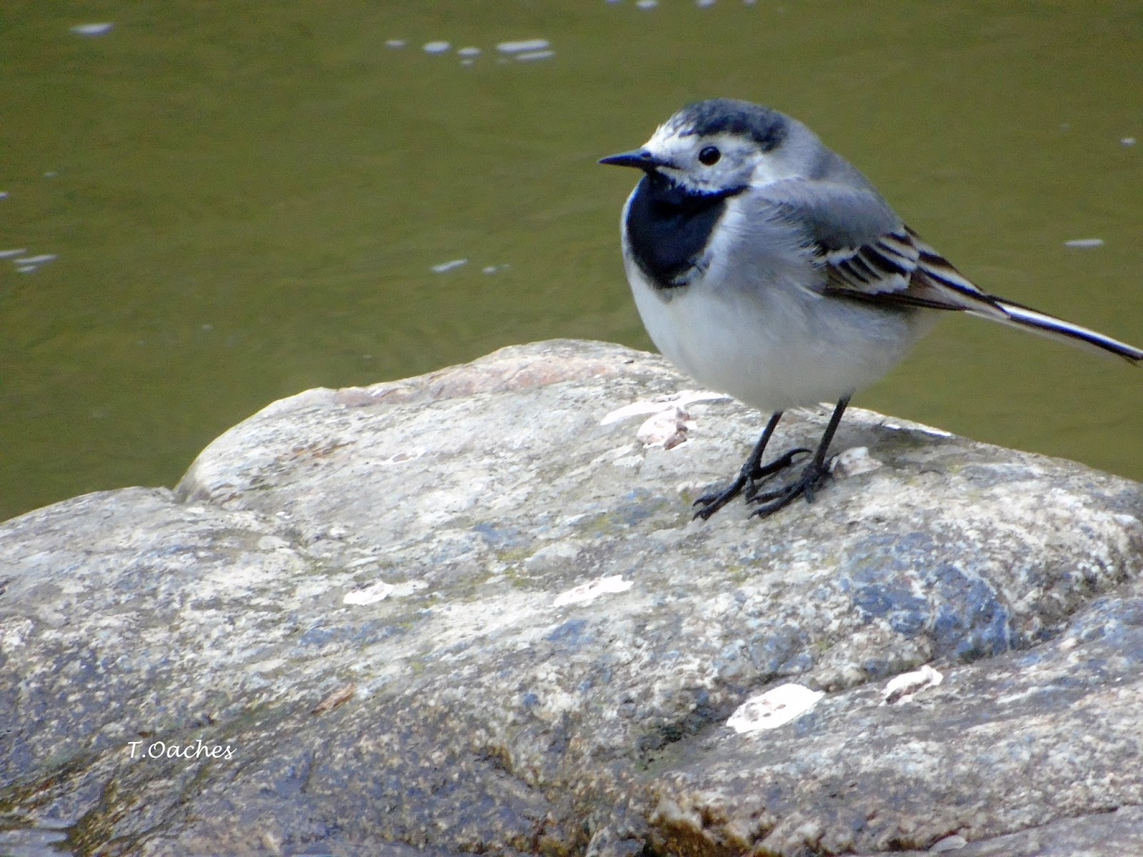 PASARI DIN ROMANIA: CODOBATURA ALBA, Motacilla alba