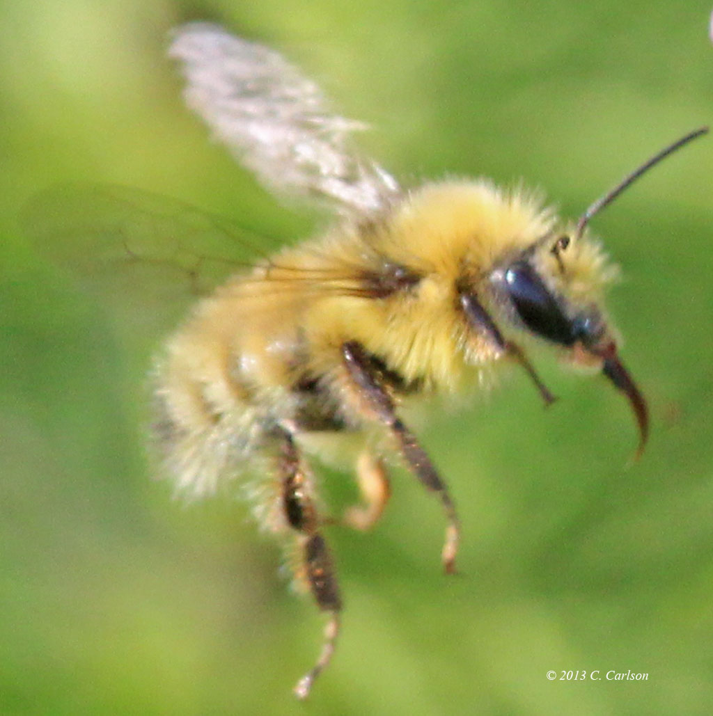 Nature-in-verse: Thank you beautiful bee!