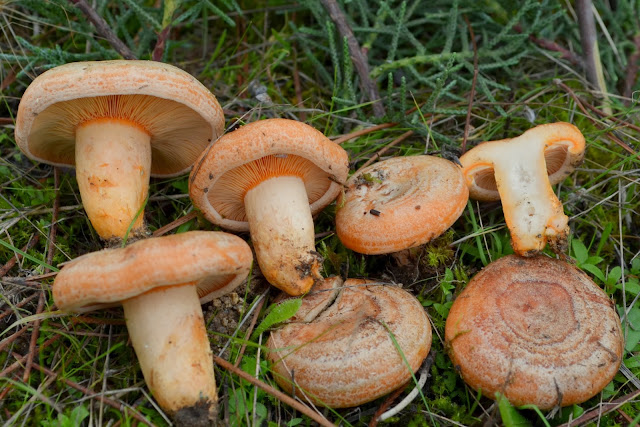 Setas Extremadura : Lactarius Deliciosus ( Nizcalo)