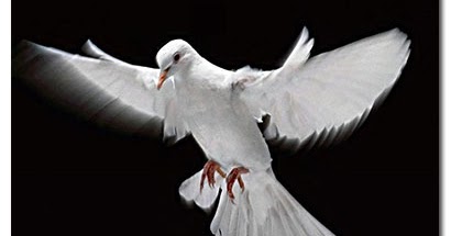 COLUMBA LIVIA OU POMBO COMUM - CARACTERÍSTICAS, HÁBITOS E HABITATS