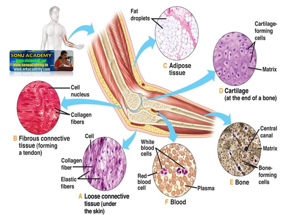 SONU ACADEMY CONNECTIVE TISSUE TEXT