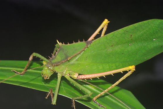 BunyipCo: April 2011