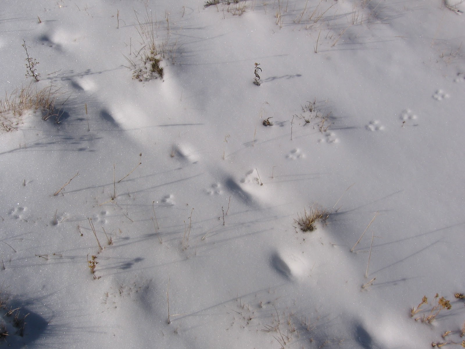 Four Corners Hikes-Mesa Verde: Mesa Verde Winter Ecology Hike