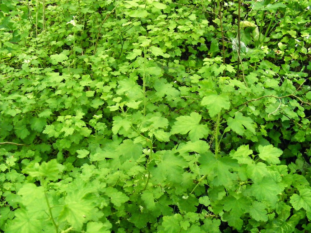 Loire Valley Nature: Wild Currants Ribes spp
