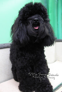 Pet Grooming: The Good, The Bad, & The Furry: What Would You Do? Matted ...