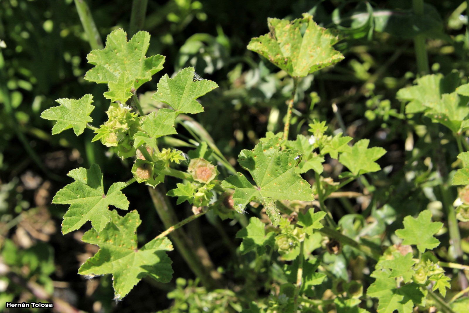 Flora Bonaerense: Malva (Malva parviflora)