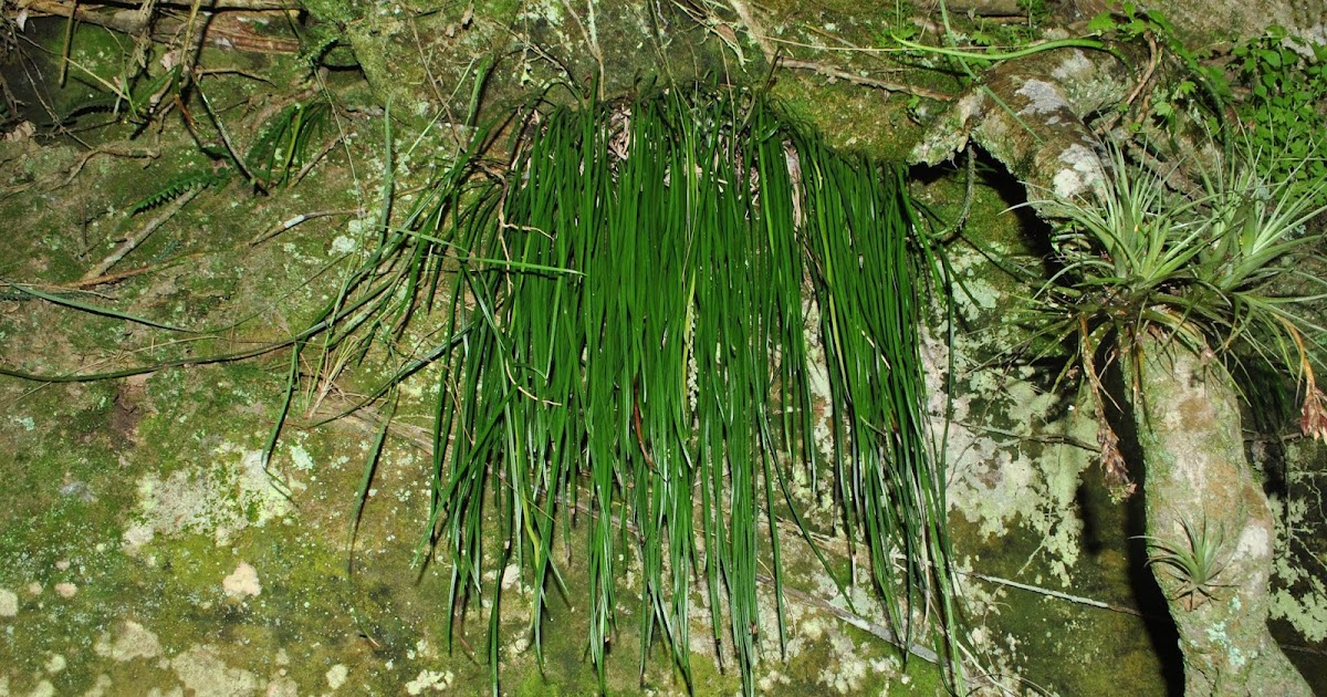 FOTOS DE FLORA NATIVA Y ADVENTICIAS DE URUGUAY : Vittaria graminifolia ...